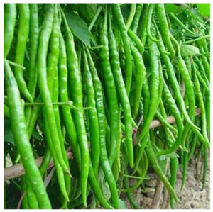 granthi Long Chilli हरी मिर्च Seed Price in India - Buy granthi Long ...
