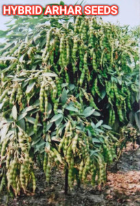 HYBRID 100g hybrid arhar/tur/red gram seeds highest yield variety early ...