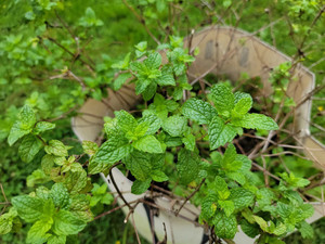 TANCES Sweet PepperMint Seed Price in India - Buy TANCES Sweet ...