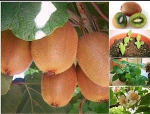 ORETIC Kiwi Plant Price in India - Buy ORETIC Kiwi Plant online at ...
