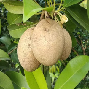 MAA Chikoo, Sapota, Chiku Seed Price in India - Buy MAA Chikoo, Sapota ...