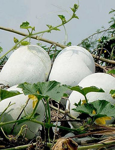 Aywal Ash Gourd (Mithai Petha) Seed Price in India - Buy Aywal Ash ...