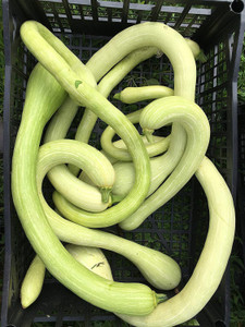 VibeX ® XLR-296 Italian Climbing Zucchini Snake Squash Seed Price in ...