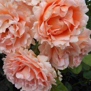 VibeX ® LXI-48 Apricot Climbing Rose Plant Seeds Seed Price in India ...
