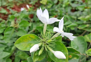 ASPEN White Kakatan | Kakatan Jasmine Healthy Live Plant | Not a Seed ...