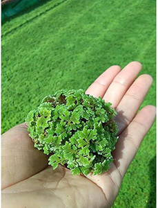 wequality azolla agriculture/azolla seeds 1499 Seed Price in India ...