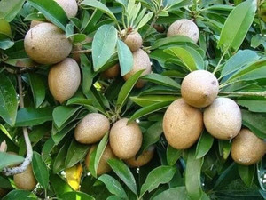 Aywal Chikoo, Sapota, Chiku Seed Price in India - Buy Aywal Chikoo ...