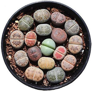 Earth Hopper 40 Seeds- Lithops Mix Living Stones Desert Rock Plant Seed ...