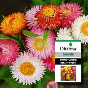 Dharma Helichrysum (Mixed) Seed Price in India - Buy Dharma Helichrysum ...
