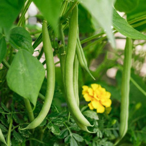 SeeGreen farm Long Beans Phali Seed For Home Planting & Research - 10 ...