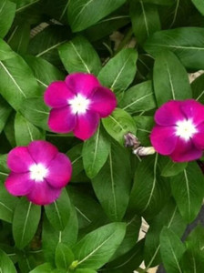 CORUS PINK DWARF ROSE Periwinkle / Vinca Rosea Seed Price in India ...