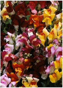 CYBEXIS Snapdragon/Midget - Mixture (Antirrhinun majus Circus Clowns ...