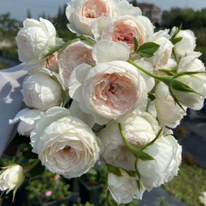 WILLVINE Arietta Japanese Rose Seed Price in India - Buy WILLVINE ...