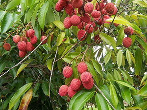 Kapebonavista Live Sweet Lychee Litchi Lichu Fruit Plant Seed Price in ...