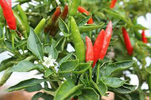 greenfarm Chilli seed Mirchi seed pure organic (160 pcs) green c77 Seed ...