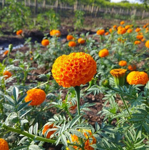VERTISE African गेंदे का फूल / Flower Marigold/Gainda Orange Seed Price ...