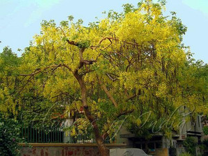 Kapebonavista Amaltas Garmalo Sonali Amultas Sunaari plant, it is a ...
