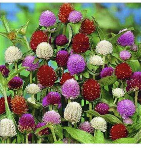 Lorvox Gomphrena White Flower / Gomphrena globosa / Vaada Malli Seed ...