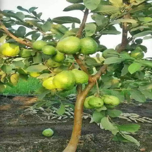 Lorvox Rare Exotic Dwarf Fruit Fruit Variety (Guava) Seed Price in ...