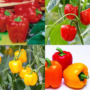 ibains F1 hybrid capsicum vegetable seeds shimla mirchi pack of 85 Seed ...