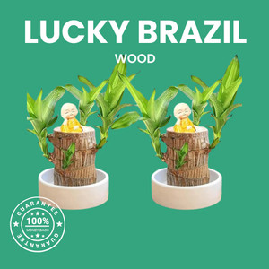 SDR Brazilian Lucky Wood, Lucky Wood, Lucky tree, Bamboo Tree Seed ...