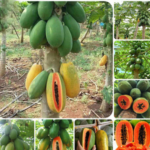 PMA Papaya Seed, Papita Hybird Seed, 100% Original Organic Seed Price ...