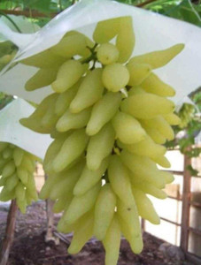 Oliver grape seeds Seed Price in India - Buy Oliver grape seeds Seed ...