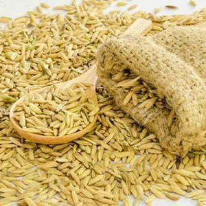 naturehils Basmati Paddy, Rice Seed for Farming & Agriculture, 1Kg Per ...