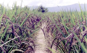 Bula Plant House Kala namak dhan beej, Black rice seeds, Kala namak ...