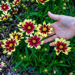 Lorvox Coreopsis Mix Color Flower Seed Price in India - Buy Lorvox ...