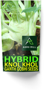 AGRO MILL HYBRID F1 PREMIUM QUALITY KNOL KHOL/GANTH GAATH GOBHI FOR ...