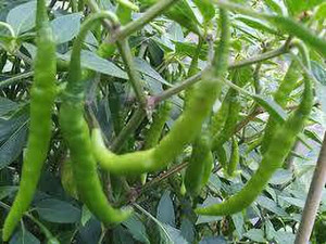 greenfarm Chilli Seeds Pure Organic chilli Mirchi Seeds (370 seeds) j54 ...