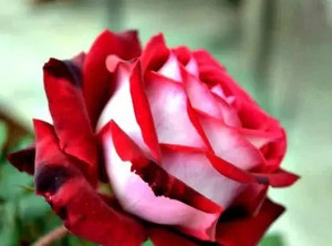 Chalisa Rose, Flower seeds Seed Price in India - Buy Chalisa Rose ...