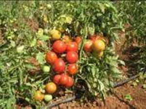 SM Exports Tomato - Arka Abha Tomato vegetable seeds - 2000 seeds per ...