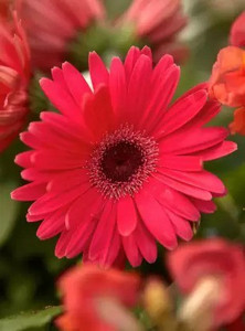 Aro Daisy Seed Price in India - Buy Aro Daisy Seed online at Flipkart.com