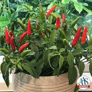 greenfarm Chilli Seeds , Mirchi Seeds Hari Mirch organic ( 200 seeds ...