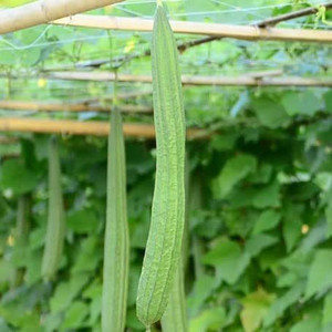 VibeX ® RXI-224 Ridge Gourd | Chinese Okra | Turia Non-GMO Seed Price ...