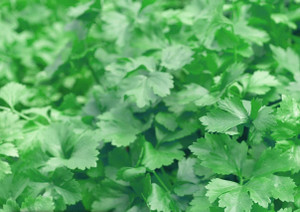 VibeX ® RXI-266 Chinese Kintsai Leafy Celery Seed Price in India - Buy ...