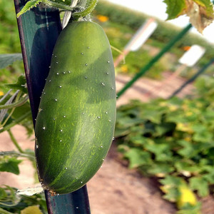 WHYGI Open Pollinated, Non-GMO, Farm & Vegetable Gardening Cucumber ...