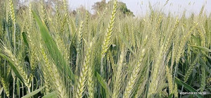 STOKIYA STOKIYA Wheat Seeds, DBW 303 , & Agriculture (Kheti ), Gehu Ka ...
