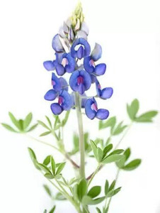 Aro Lupin Seed Price in India - Buy Aro Lupin Seed online at Flipkart.com