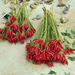 greenfarm XZSI- Organic Chilli seeds / Mirchi Seeds , 450 X Seeds per ...