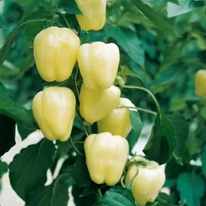 Aro White Capsicum, Capsicum, Bell Pepper Seed Price in India - Buy Aro ...