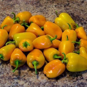 KNESSiN Yellow Miniature Capsicum Bell Pepper Seed Price in India - Buy ...