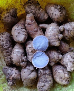 Seedbazaar Black Turmeric, Kali Haldi, Nalla Pasupu, Kari Manjal ...