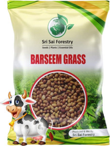 SRI SAI FORESTRY BERSEEM - KING OF FODDER GRASS, BARSEEM GRASS Seed ...