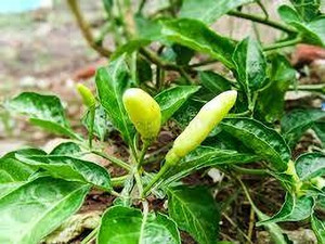 greenfarm XZSI- Organic Chilli seeds / Mirchi Seeds , 400 X Seeds per ...