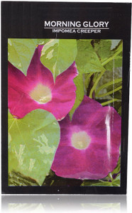 CYBEXIS Morning Glory Impomea Creeper Seeds Seed Price in India - Buy ...