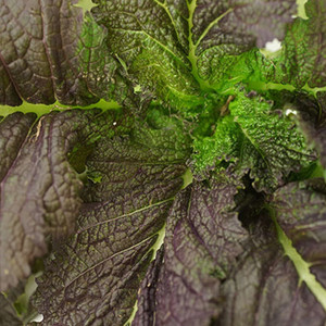 VibeX ® LXI-360 Japanese Giant Red Mustard Greens Seed Price in India ...