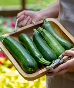 CYBEXIS LXI-73 - Fordhook Zucchini Summer Squash - (225 Seeds) Seed ...